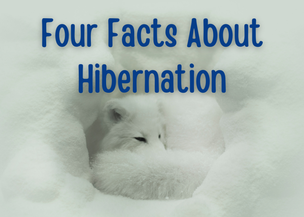 Four Facts About Hibernation - Terrebonne Parish Library System